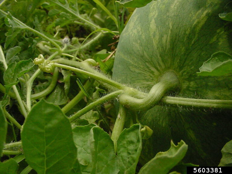 Chinese rose beetle (Adoretus sinicus)
