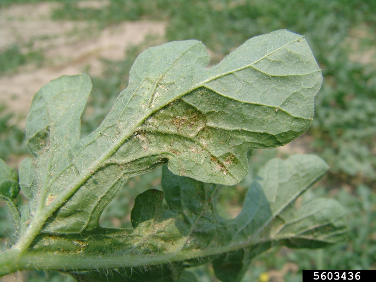 spider mites (Genus Tetranychus)