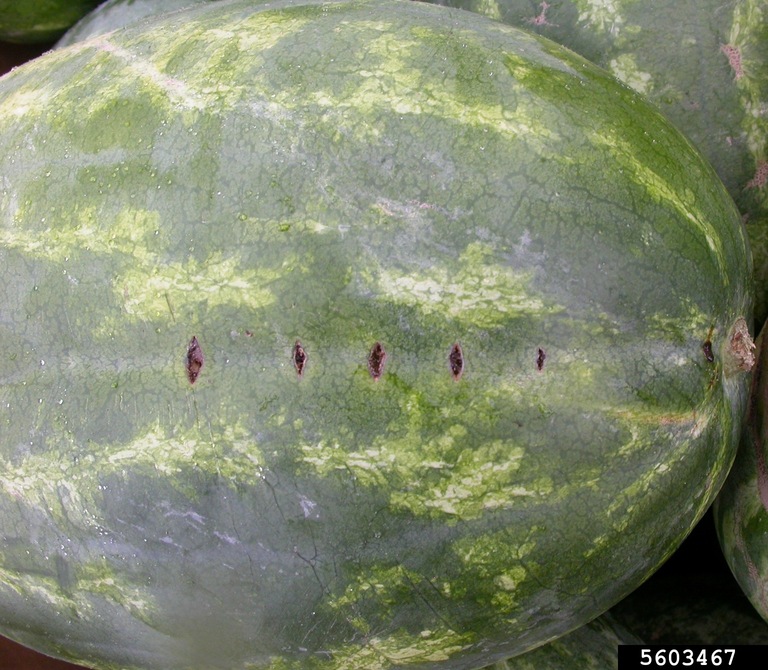 watermelon (Citrullus lanatus)