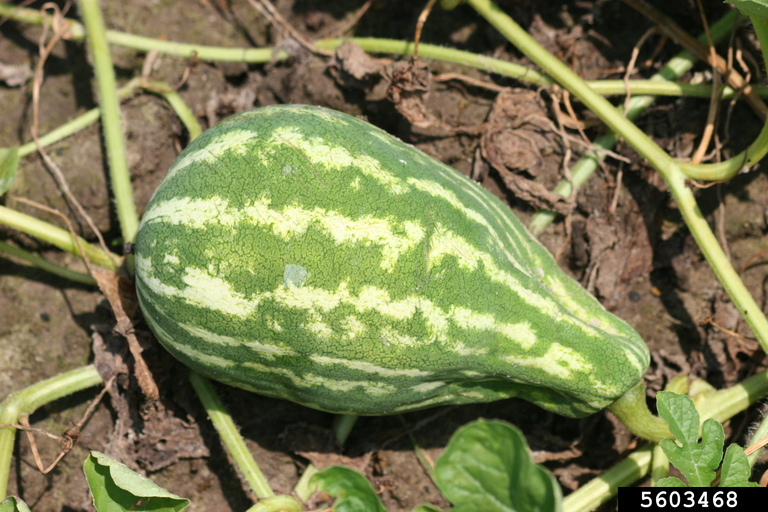 watermelon (Citrullus lanatus (Thunb.) Matsum. & Nakai)