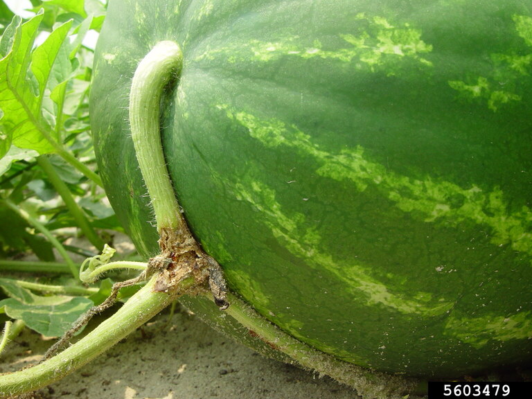 watermelon (Citrullus lanatus)