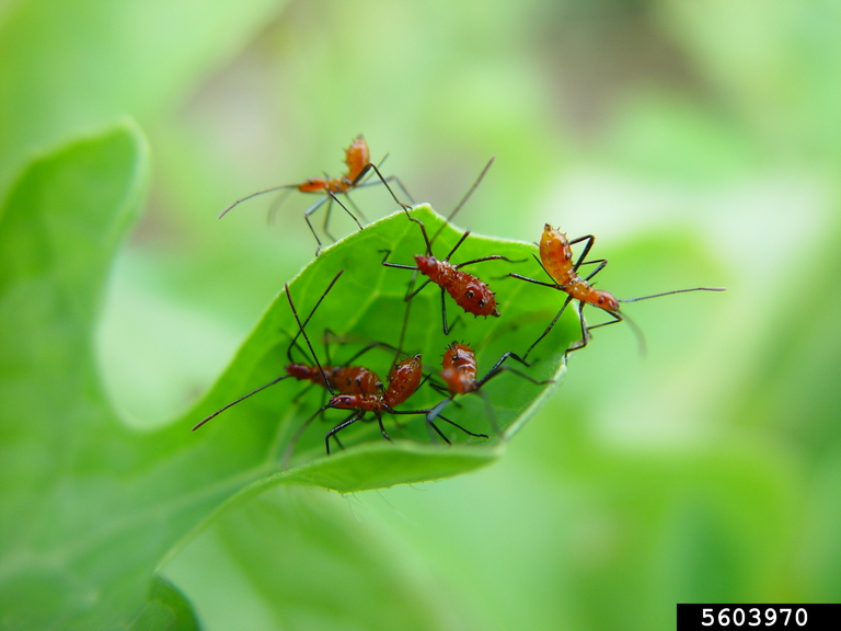 leaf-footed bugs (family Coreidae) (Family Coreidae)