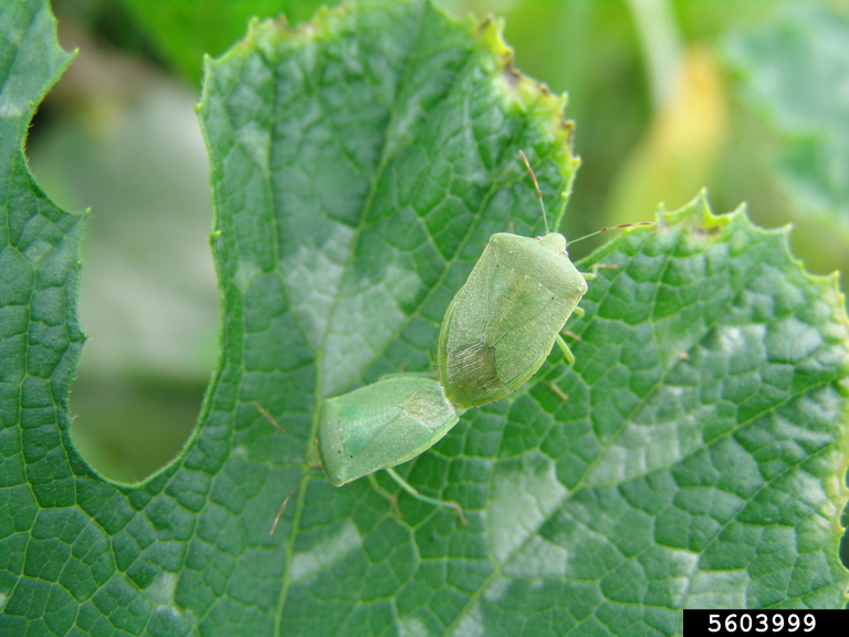 southern green stink bug (Nezara viridula (Linnaeus))
