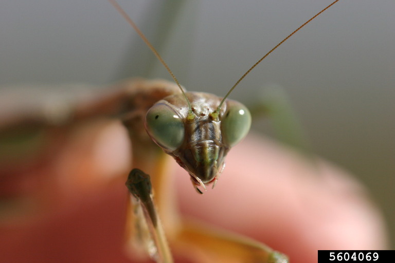 Chinese mantis (Tenodera sinensis sinensis)