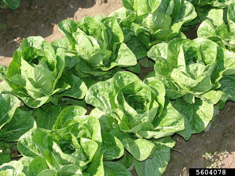 lettuce (Lactuca sativa)
