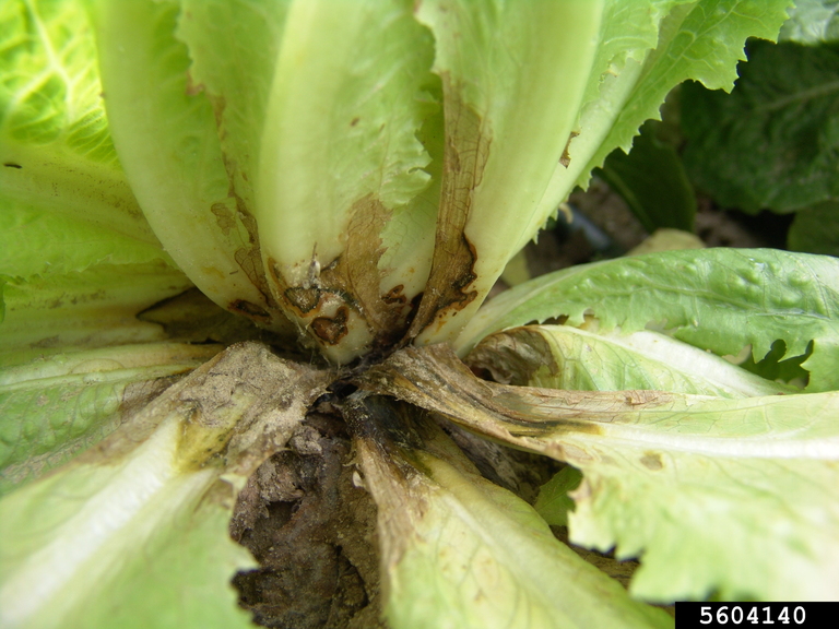 Rhizoctonia damping-off, blight and rot (Rhizoctonia solani J.G. Kühn)