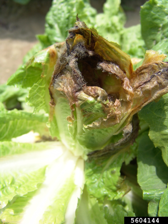 gray mold (Botrytis cinerea)