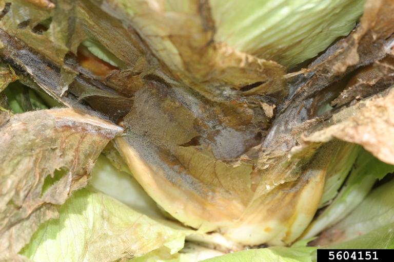 gray mold (Botrytis cinerea)