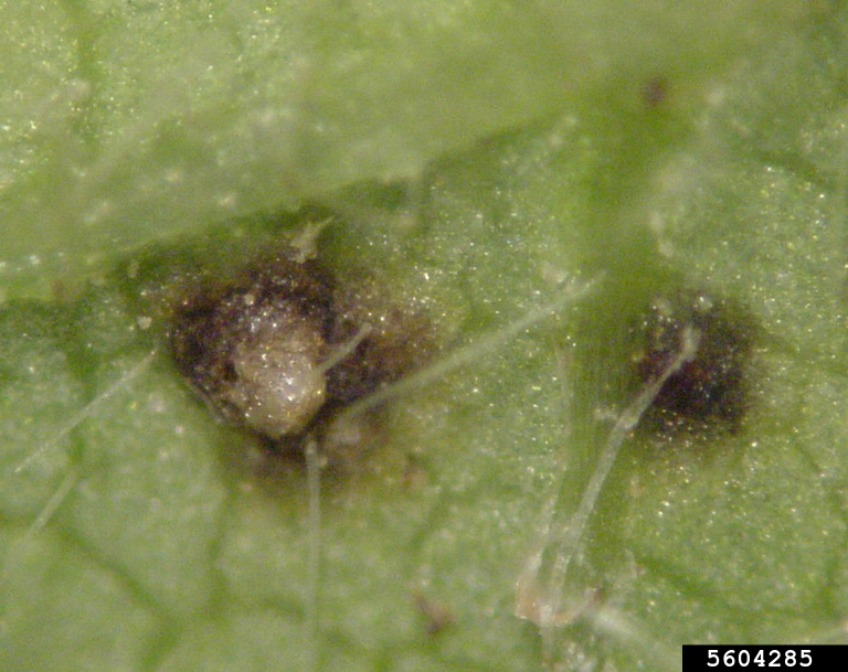 bacterial pustule of soybean disease (Xanthomonas axonopodis pv ...