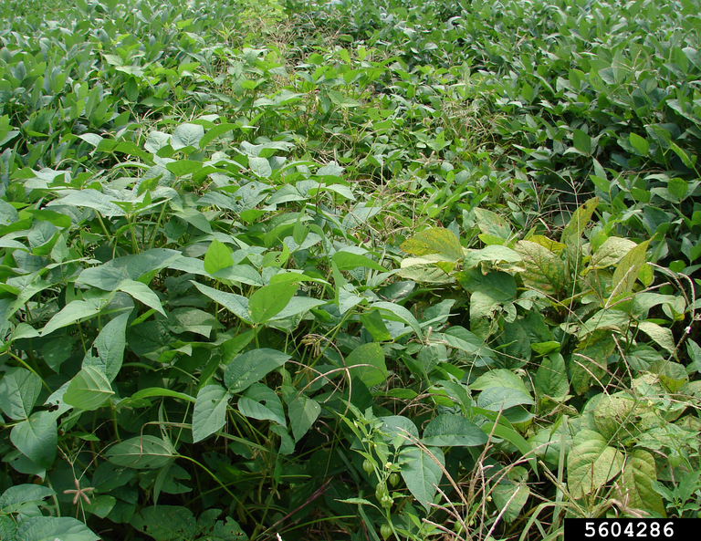 bacterial pustule of soybean disease (Xanthomonas axonopodis pv ...