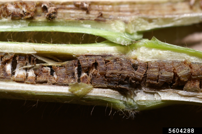 Brown stem rot (Phialophora gregata (Allington & D.W. Chamb.) W. Gams)