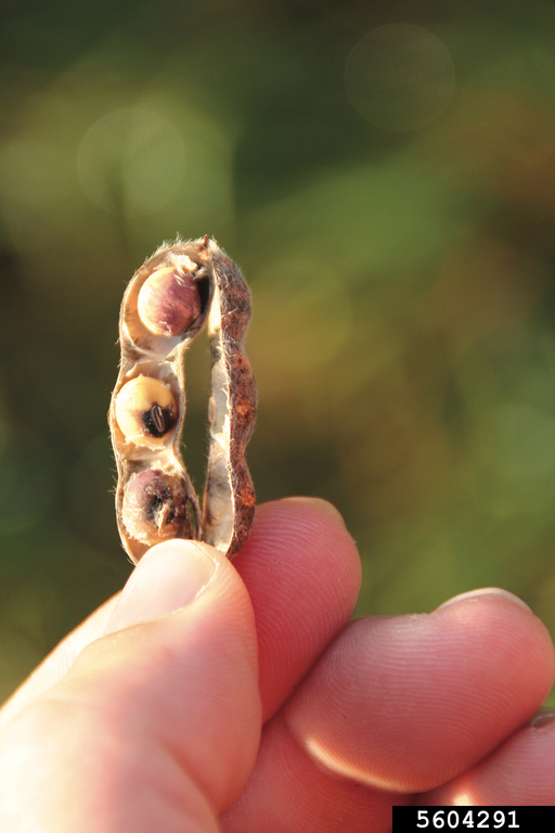 Cercospora blight (Cercospora kikuchii (Mastsumoto & Tomoyasu) M.W ...