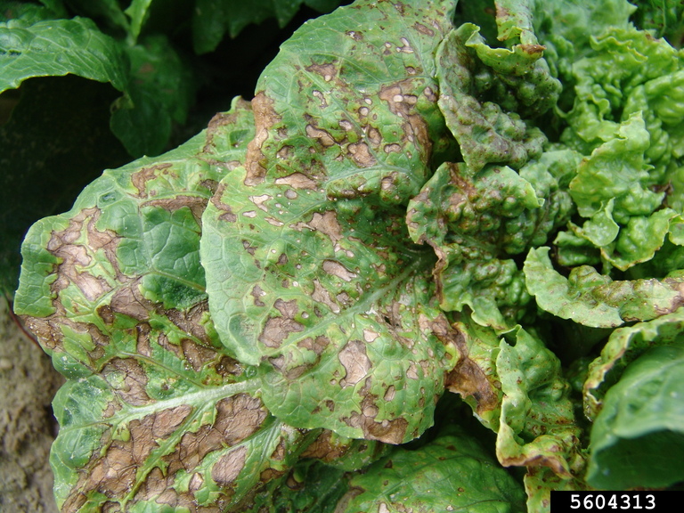 tomato spotted wilt virus (TSWV) (Tospovirus Tomato spotted wilt virus)