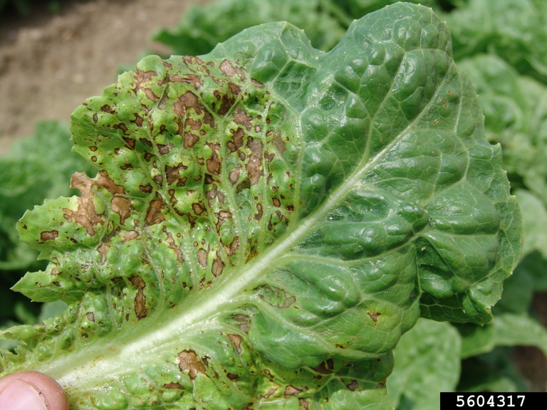 Tomato spotted wilt virus (TSWV) (Orthotospovirus tomatomaculae)