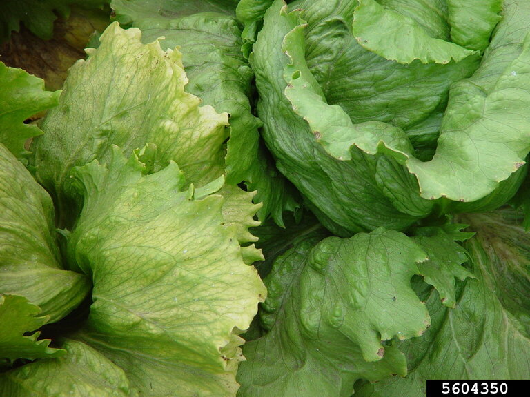 Lettuce Chlorosis Virus (LCV) (Crinivirus Lettuce Chlorosis Virus)