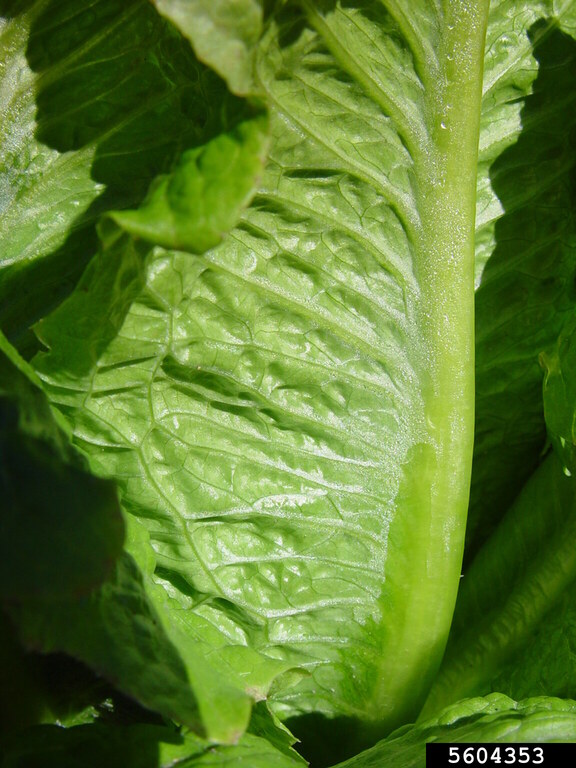 cold injury (low temperature)