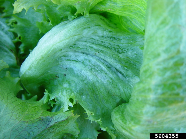 cold injury (low temperature)