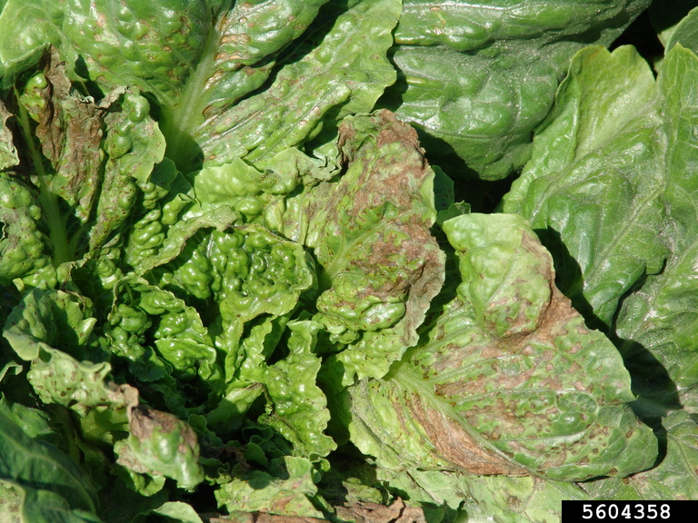 tomato spotted wilt virus (TSWV) (Tospovirus Tomato spotted wilt virus)