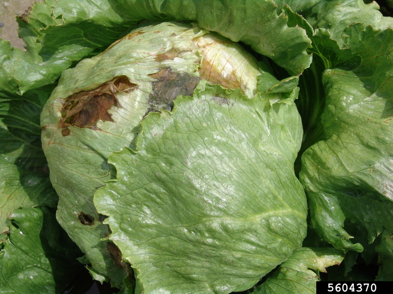 bacterial soft rot (Pectobacterium carotovorum ssp. carotovorum (Jones 1901) Hauben et al. 1999 emen