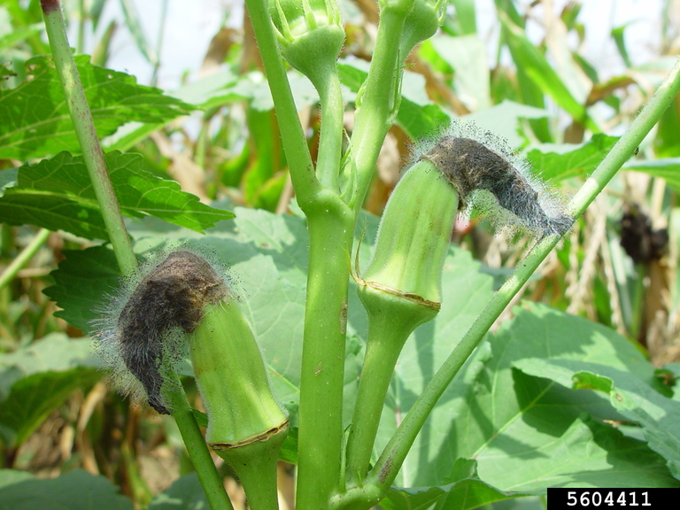 Choanephora fruit rot (Choanephora cucurbitarum (Berk. & Ravenel) Thaxt.)