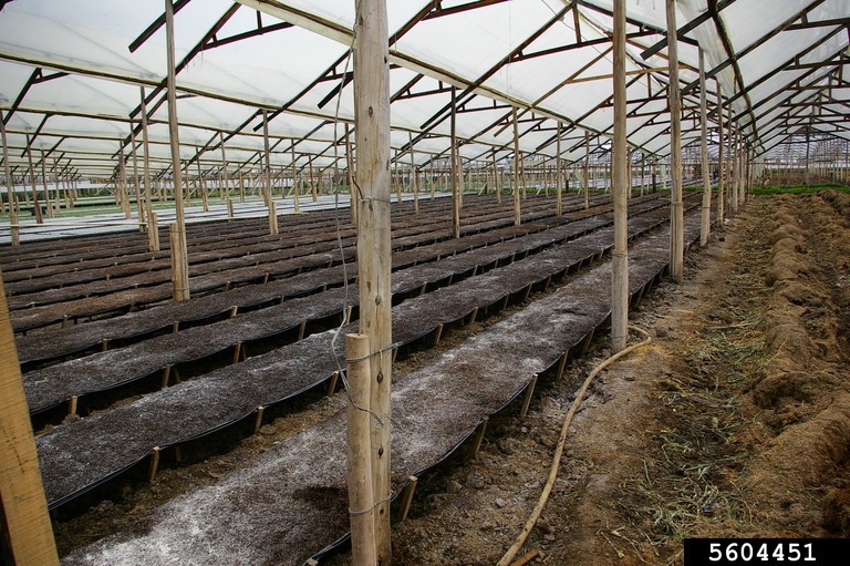 ripping/furrowing/bedding