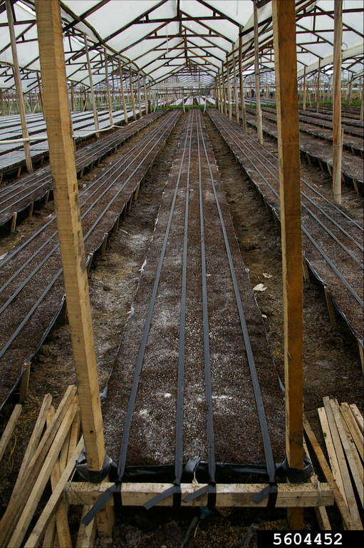 ripping/furrowing/bedding