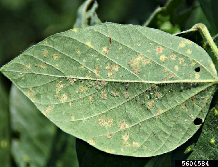 downy mildew (Peronospora manshurica)