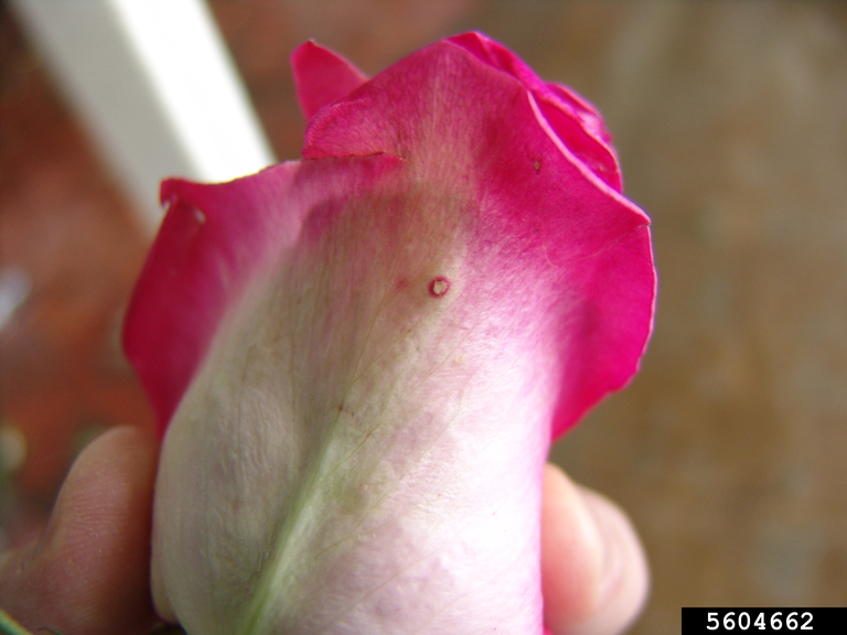 gray mold (Botrytis cinerea)