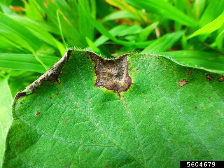 Phyllosticta leaf spot (Phyllosticta sojicola)