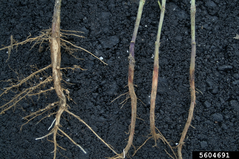 Rhizoctonia damping-off, blight and rot (Rhizoctonia solani J.G. Kühn)