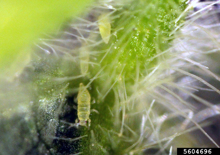 soybean thrips (Neohydatothrips variabilis (Beach, 1896))