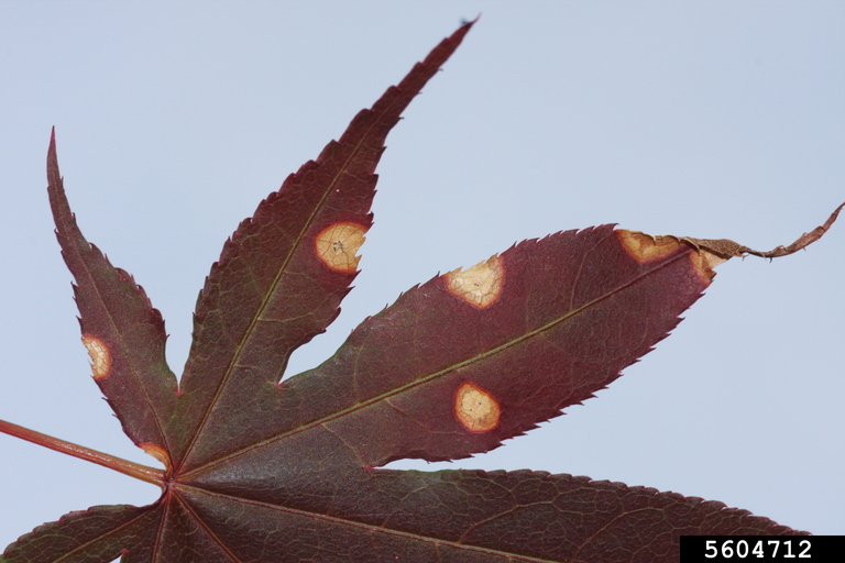 Phyllosticta leaf spots (Genus Phyllosticta Pers.)