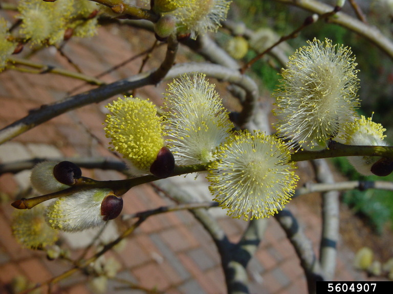 willow (Genus Salix L.)