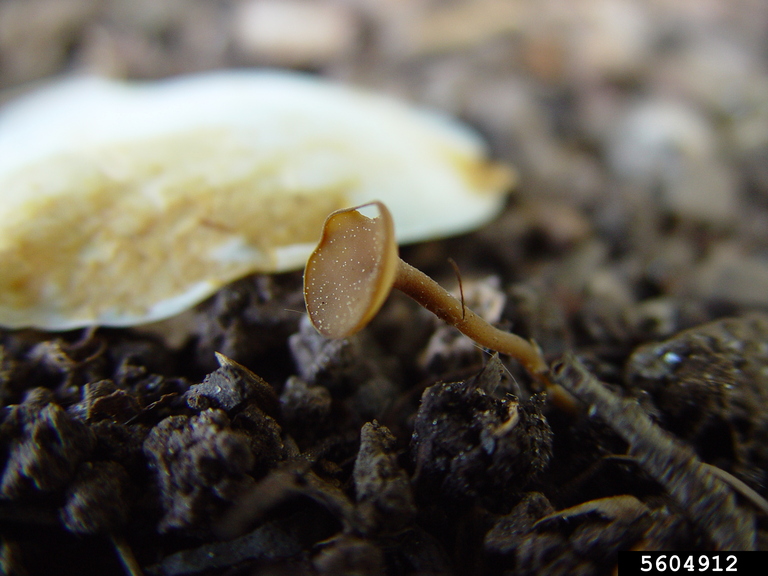 camellia flower blight (Ciborinia camelliae L.M. Kohn)