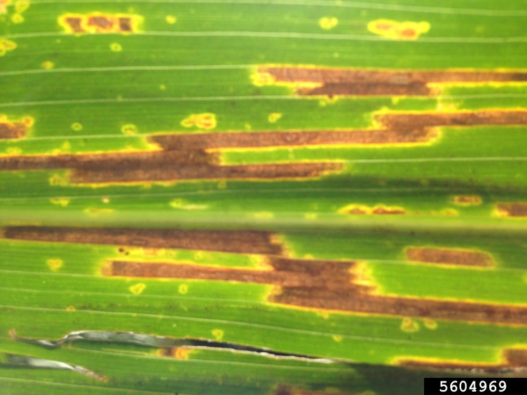gray leaf spot (Cercospora zeae-maydis Tehon & E.Y. Daniels)