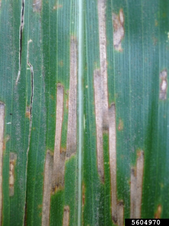 Gray leaf spot (Cercospora zeae-maydis)