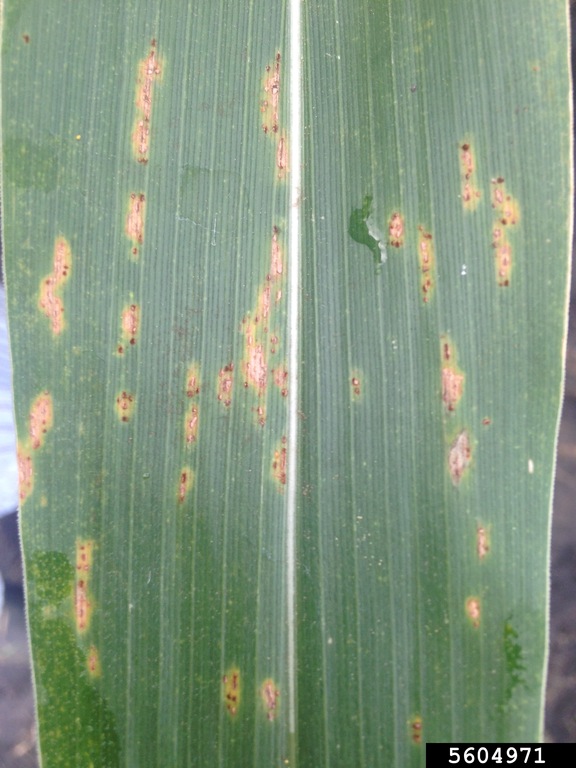 common corn rust (Puccinia sorghi Schwein.)