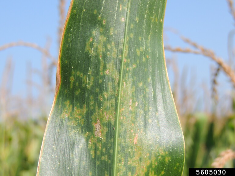 southern rust