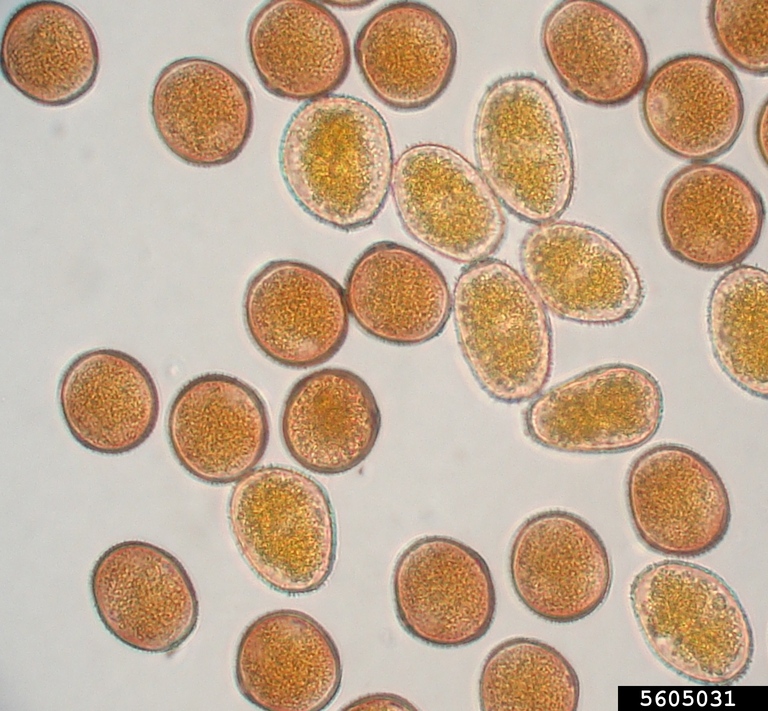 Southern corn rust (Puccinia polysora)
