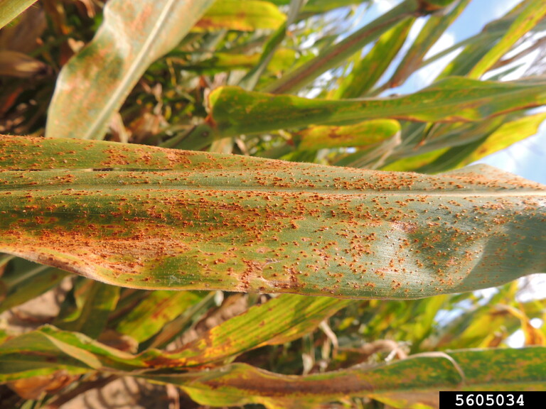 southern rust