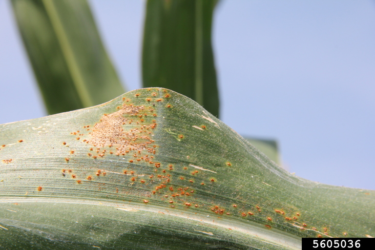 southern rust