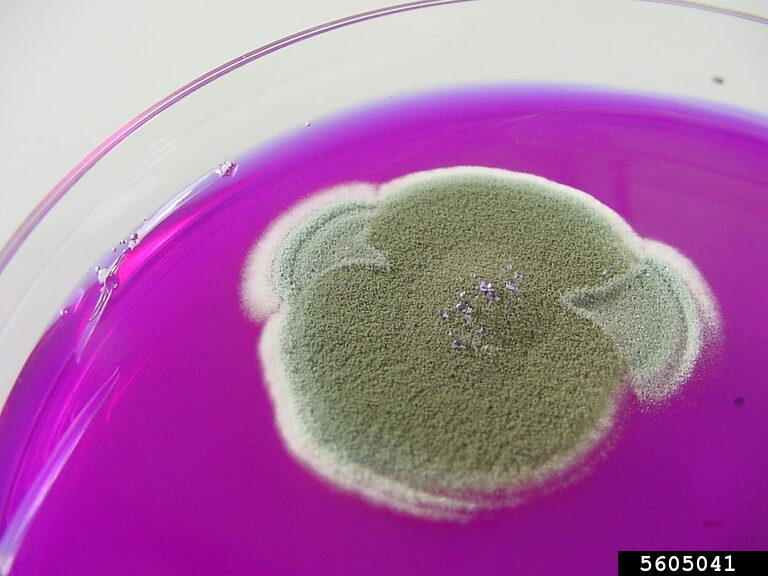Penicillium fungi (Genus Penicillium Link)