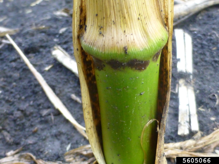 brown spot of corn (Physoderma maydis (Miyabe) Miyabe)