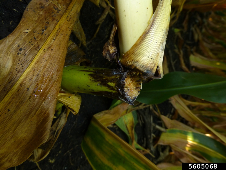 brown spot of corn (Physoderma maydis (Miyabe) Miyabe)
