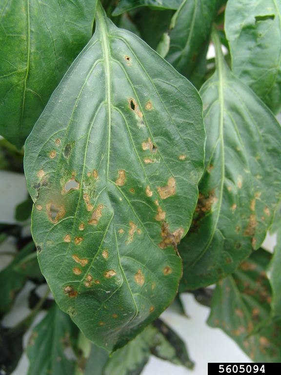 bacterial spot (Xanthomonas vesicatoria (ex Doidge 1920) Vauterin et al ...