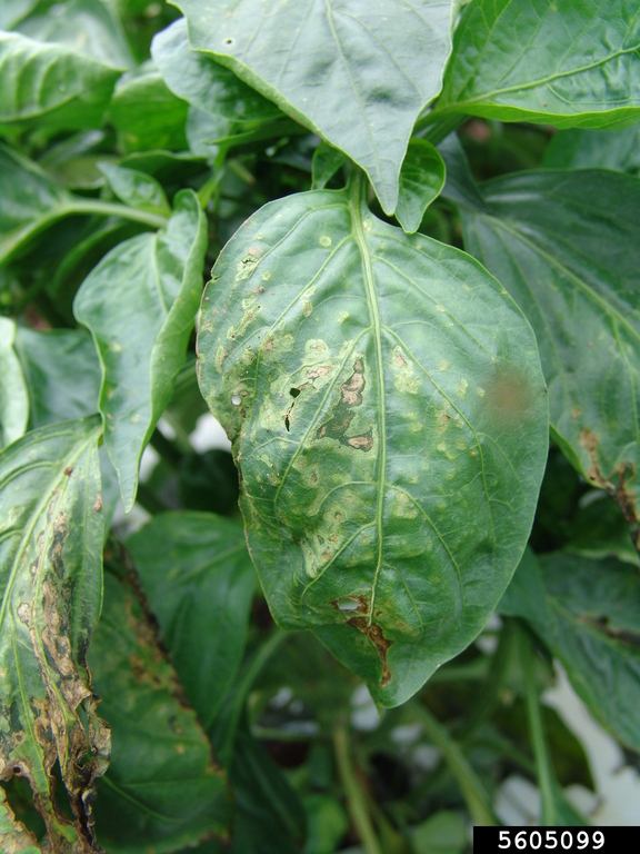 Xanthomonas Vesicatoria Ex