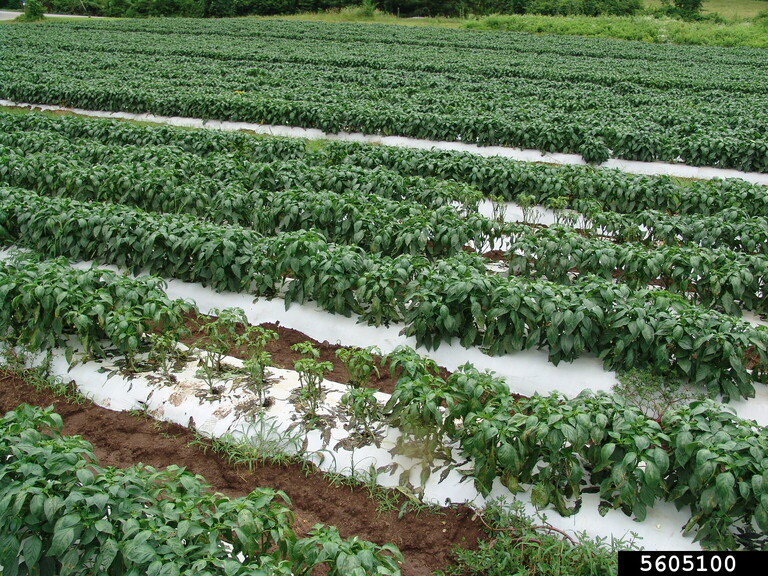 bacterial spot (Xanthomonas vesicatoria (ex Doidge 1920) Vauterin et al ...