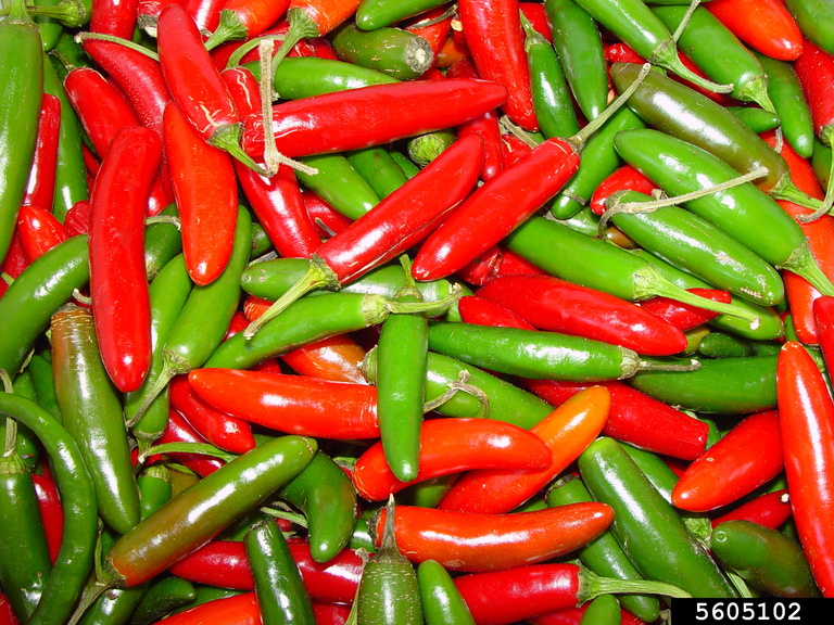 pepper (Genus Capsicum L.)