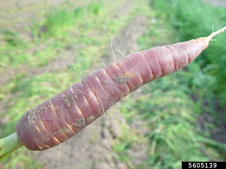 carrot (Daucus carota ssp. sativus)