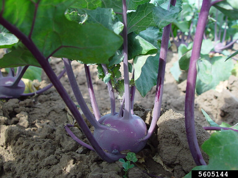 wild cabbage (Brassica oleracea var. oleracea L.)